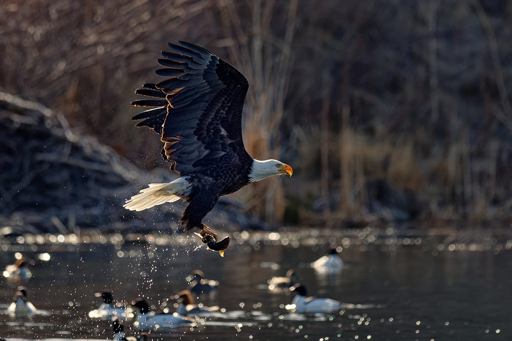 GNPH2025-Birds-RandyRascati – Nevada Magazine